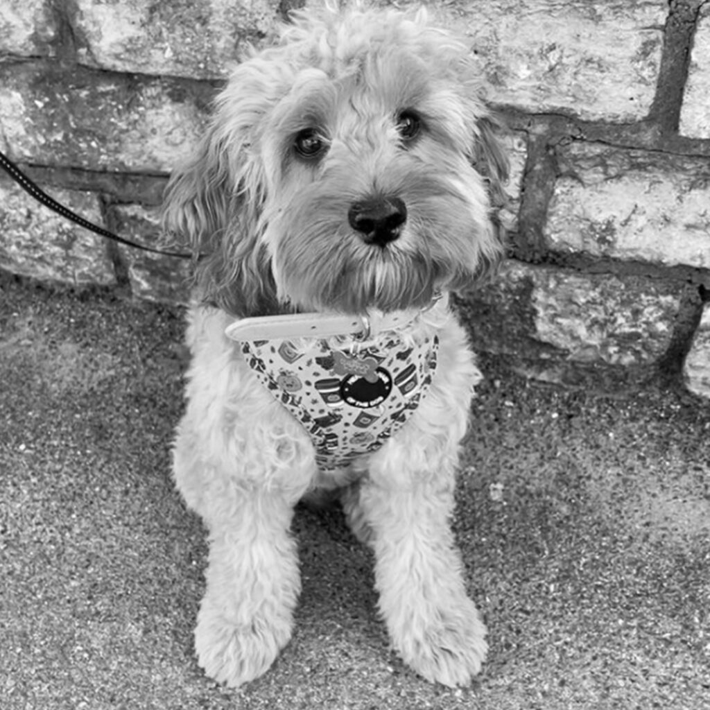 About Our Mobile App Services in Melbourne - Appoly Australia